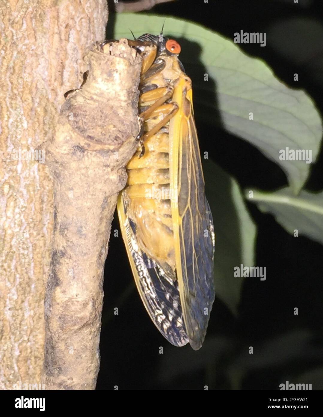 Riley's 13-Year Cicada (Magicicada tredecim) Insecta Stock Photo - Alamy
