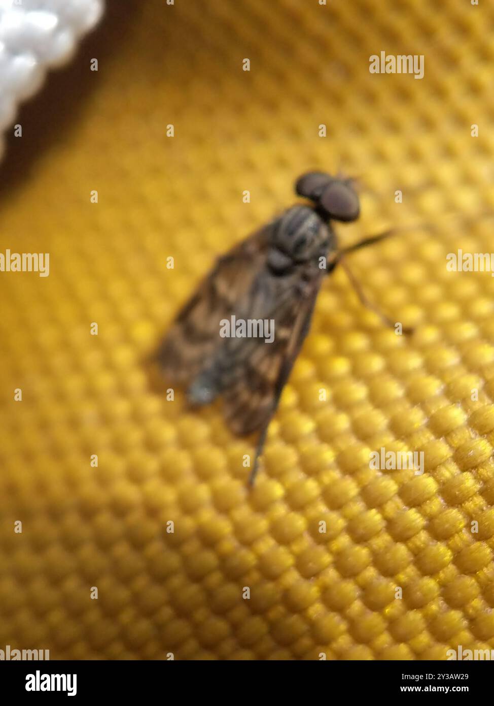Common Snipe Fly (Rhagio mystaceus) Insecta Stock Photo - Alamy