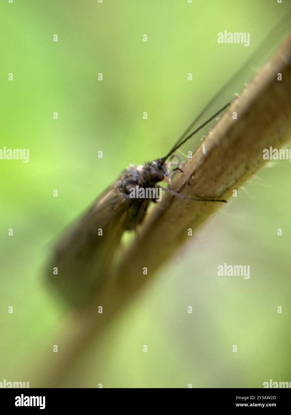 Net-spinning Caddisflies (Hydropsychidae) Insecta Stock Photo - Alamy