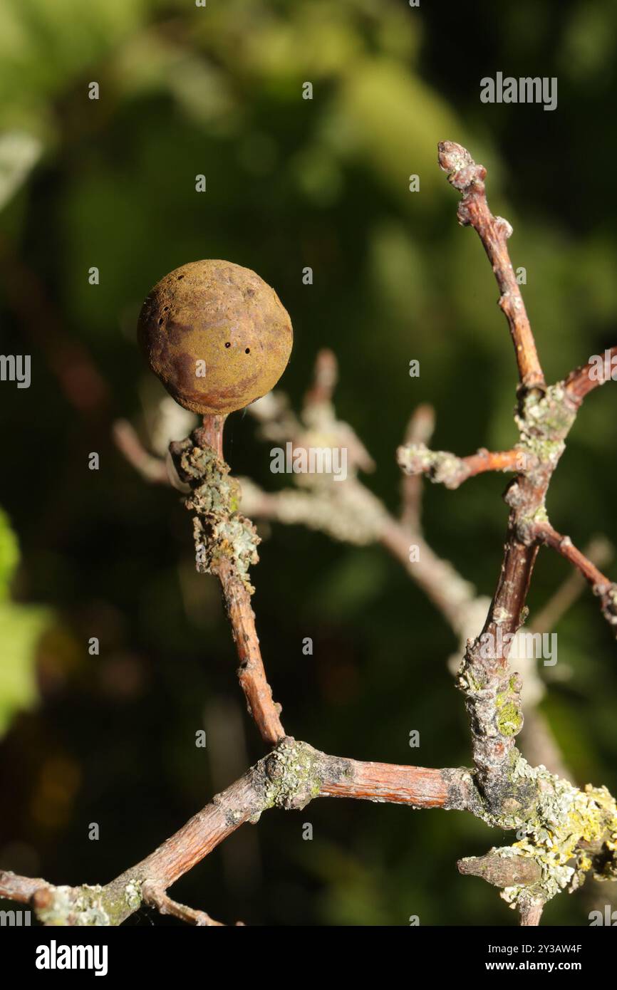 Oak Marble Gall Wasp (Andricus kollari) Insecta Stock Photo - Alamy