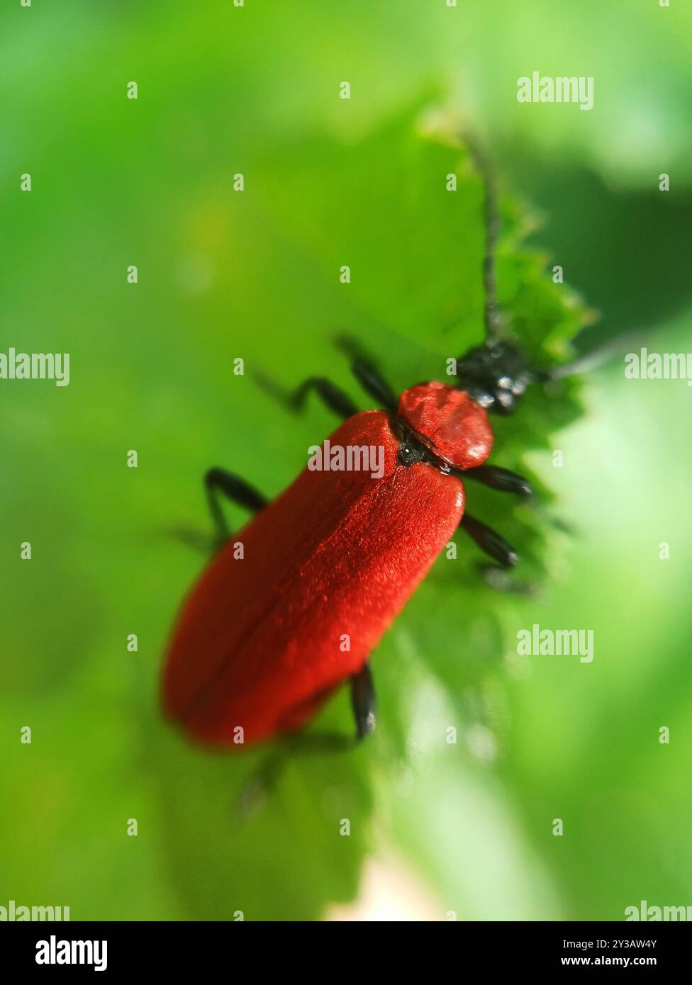 Black-headed Cardinal Beetle (Pyrochroa coccinea) Insecta Stock Photo ...