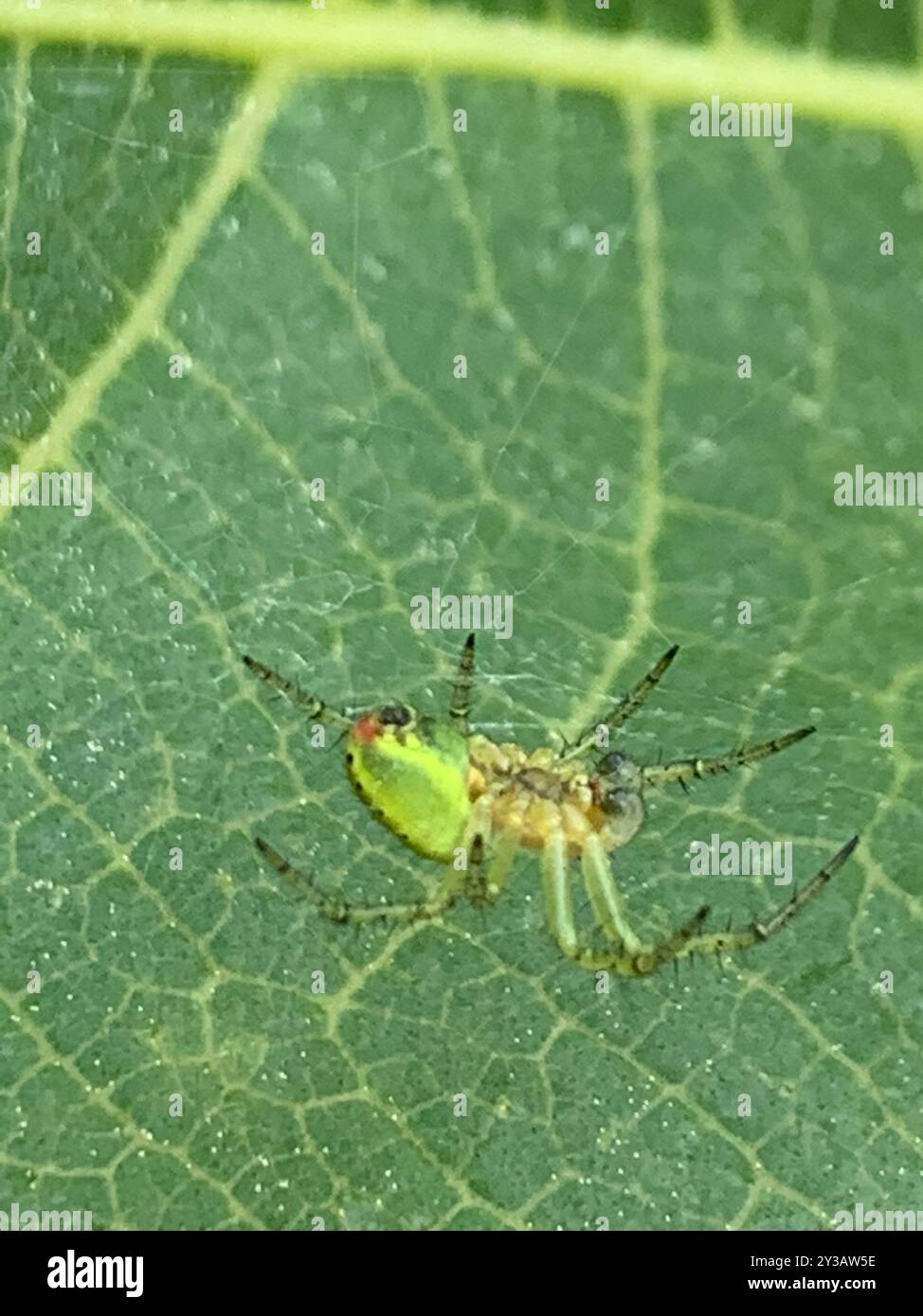 Cucumber Green Spider (Araniella cucurbitina) Arachnida Stock Photo - Alamy