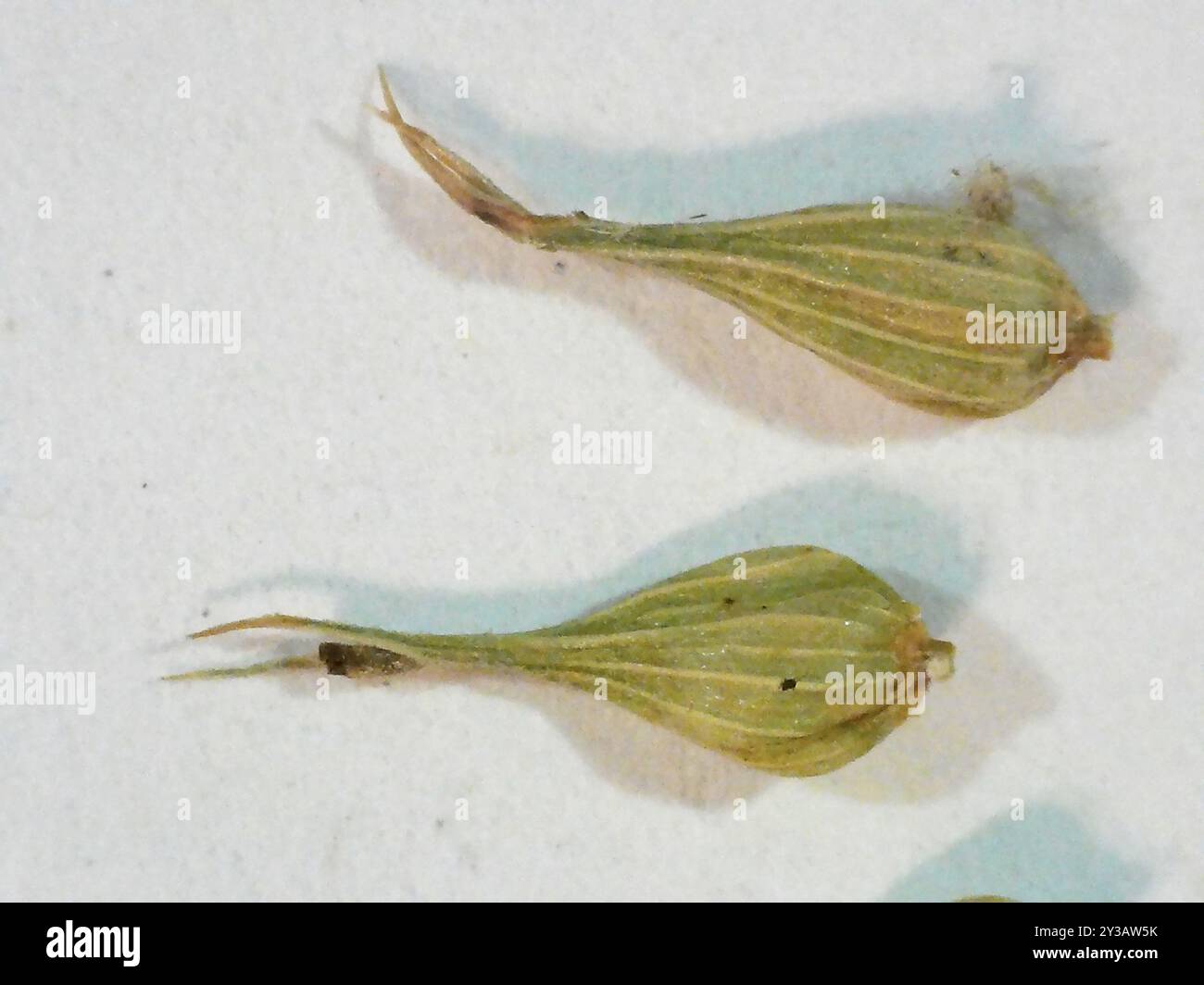 Smooth-cone Sedge (Carex laeviconica) Plantae Stock Photo - Alamy