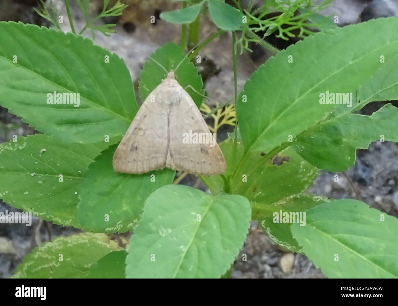 Vetch Looper Moth (Caenurgia chloropha) Insecta Stock Photo - Alamy