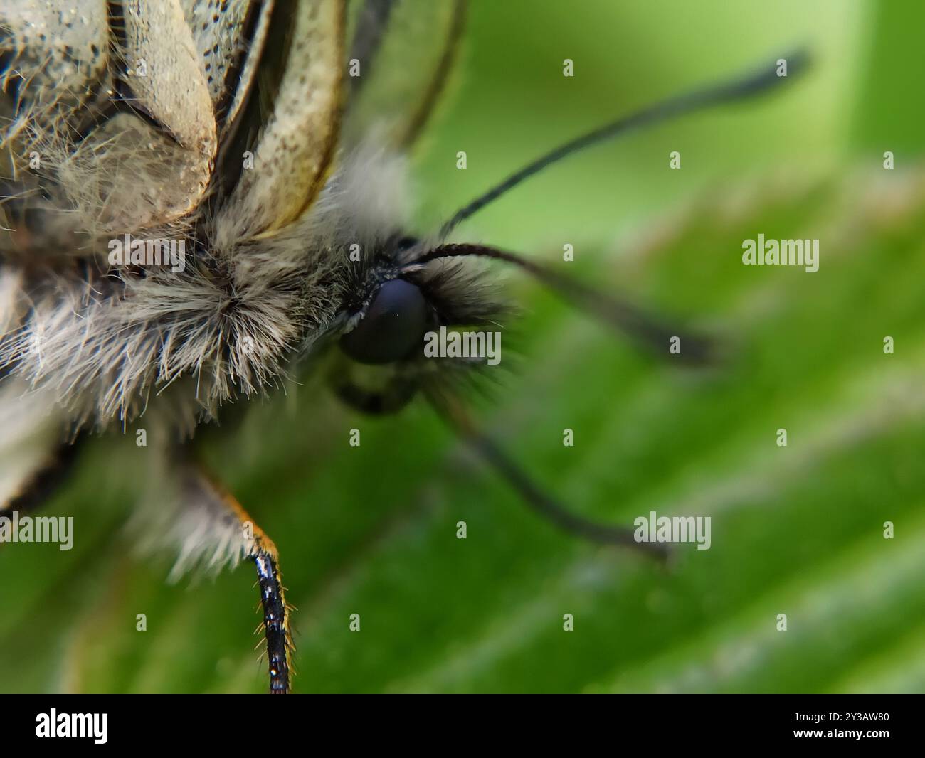 Clouded Apollo (Parnassius mnemosyne) Insecta Stock Photo - Alamy