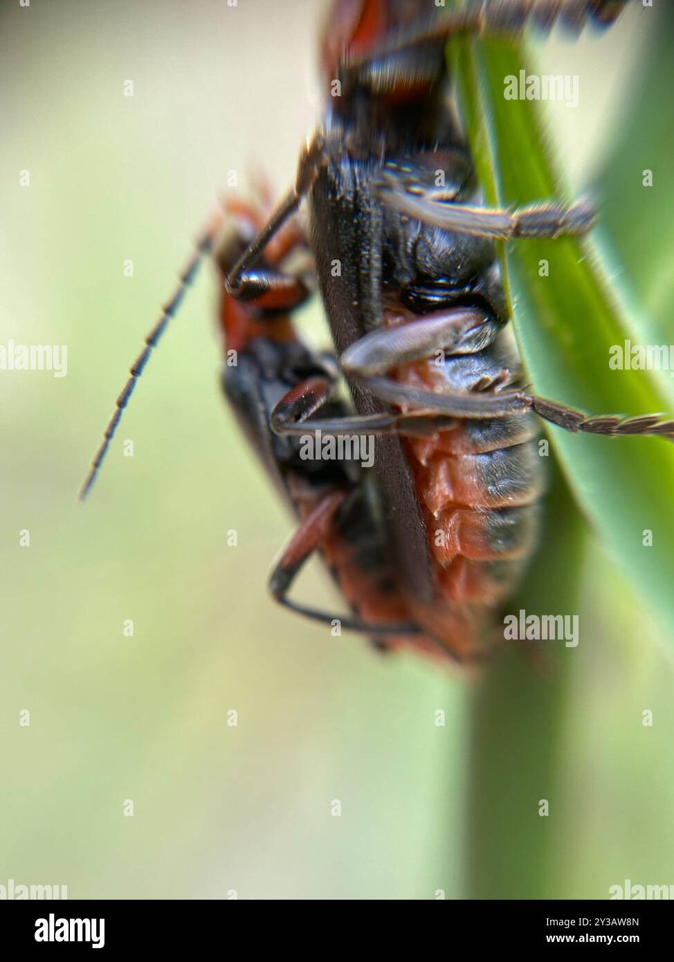 Rustic Sailor Beetle (Cantharis rustica) Insecta Stock Photo - Alamy