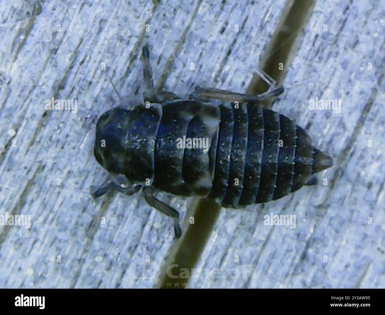 True Bugs, Hoppers, Aphids, and allies (Hemiptera) Insecta Stock Photo ...