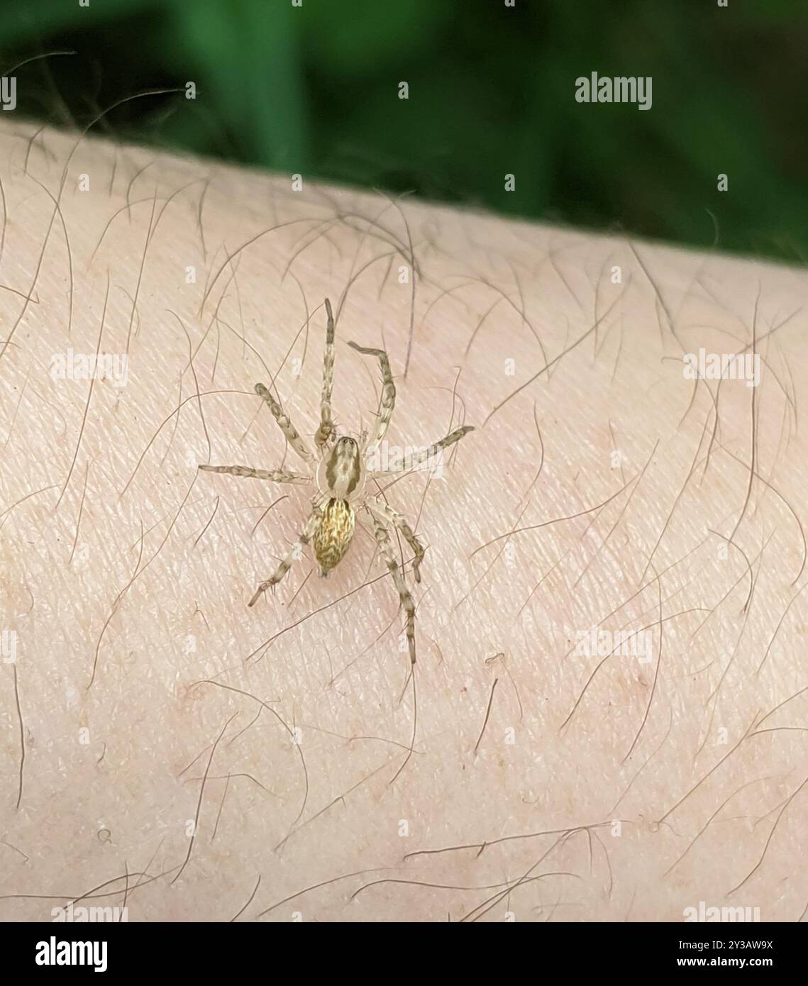 Ghost Spiders (Anyphaenidae) Arachnida Stock Photo - Alamy