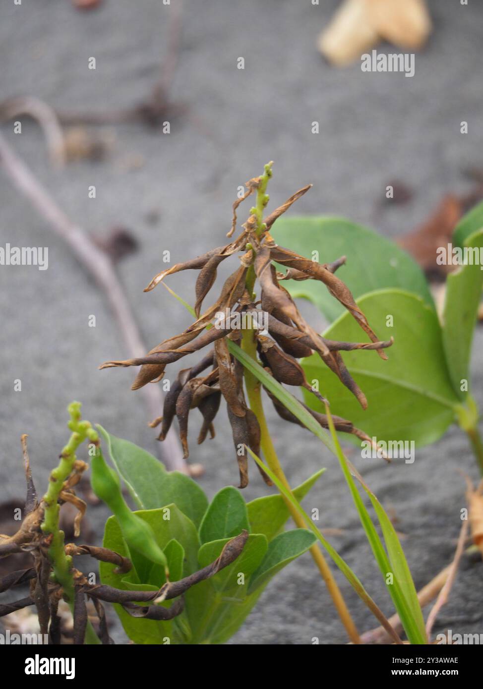 beach pea (Vigna marina) Plantae Stock Photo - Alamy
