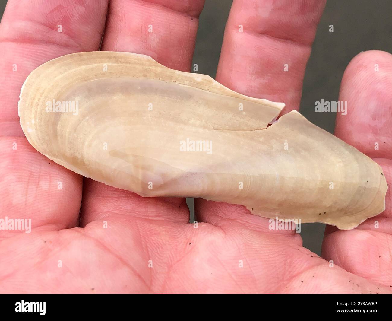 Pacific Razor Clam (Siliqua patula) Mollusca Stock Photo - Alamy