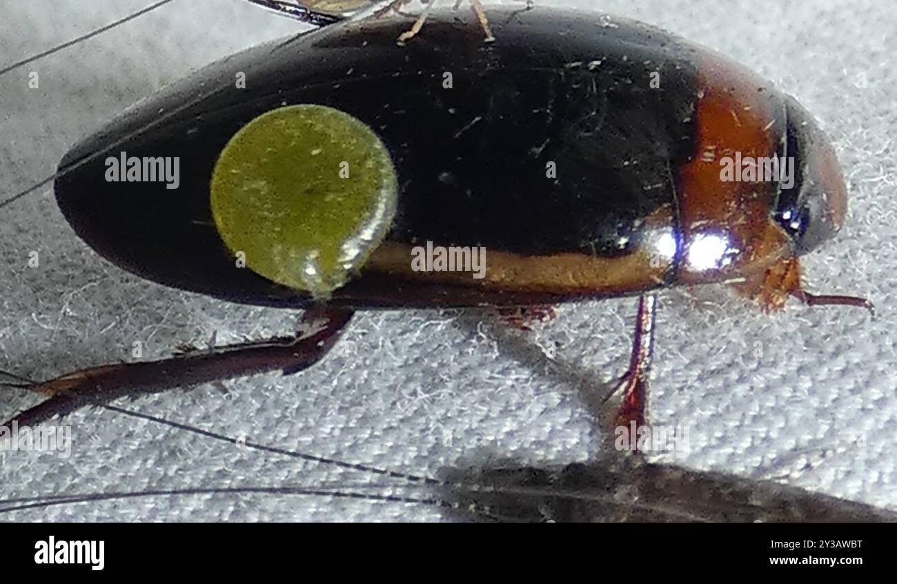 (Hydaticus bimarginatus) Insecta Stock Photo - Alamy