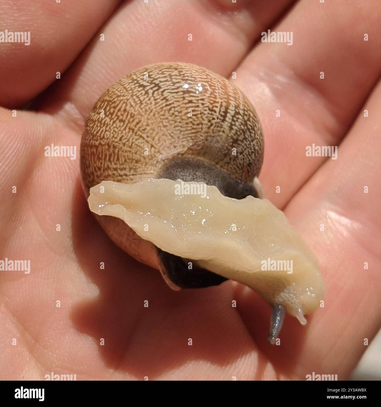 Spanish Snail (Otala punctata) Mollusca Stock Photo - Alamy