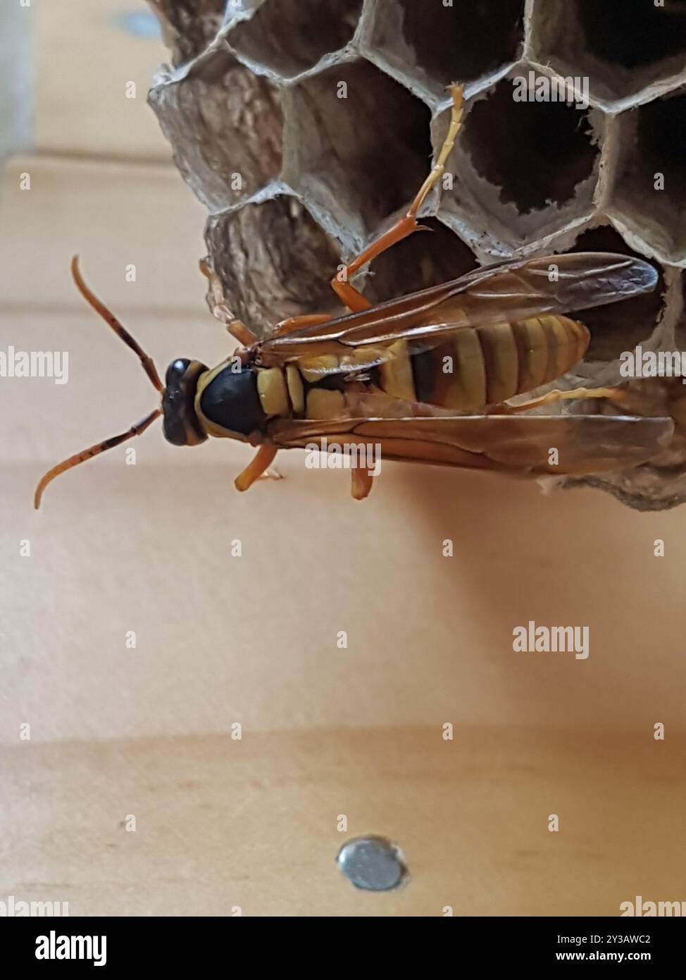 Executioner Wasp (Polistes carnifex) Insecta Stock Photo - Alamy