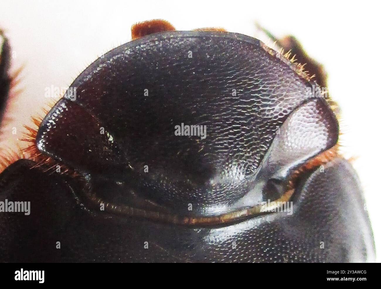 (Catharsius calaharicus) Insecta Stock Photo - Alamy