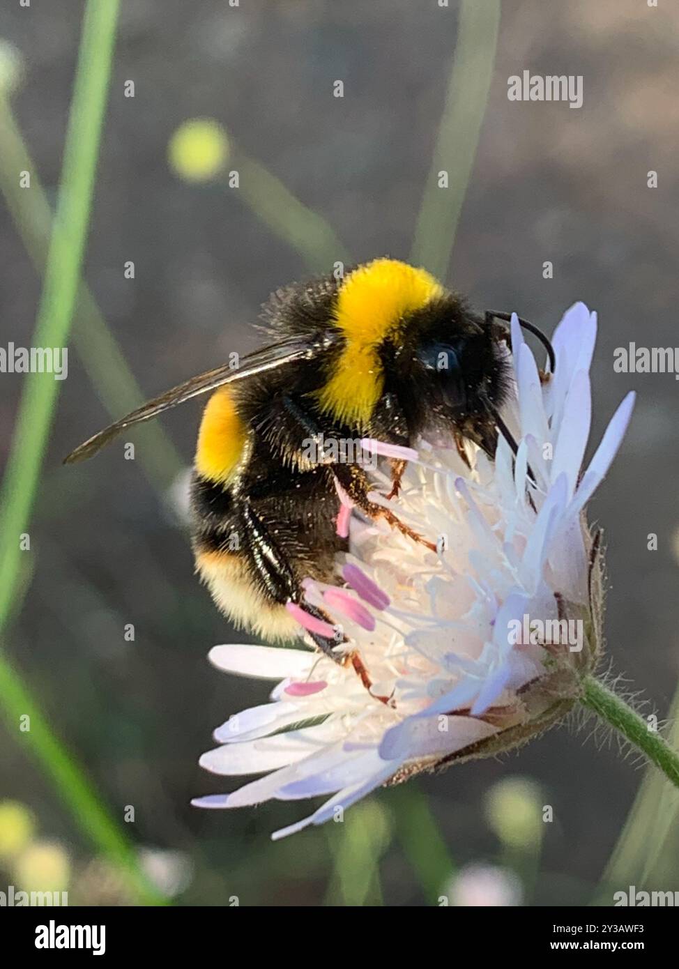 Buff-tailed Bumble Bee (Bombus terrestris) Insecta Stock Photo - Alamy