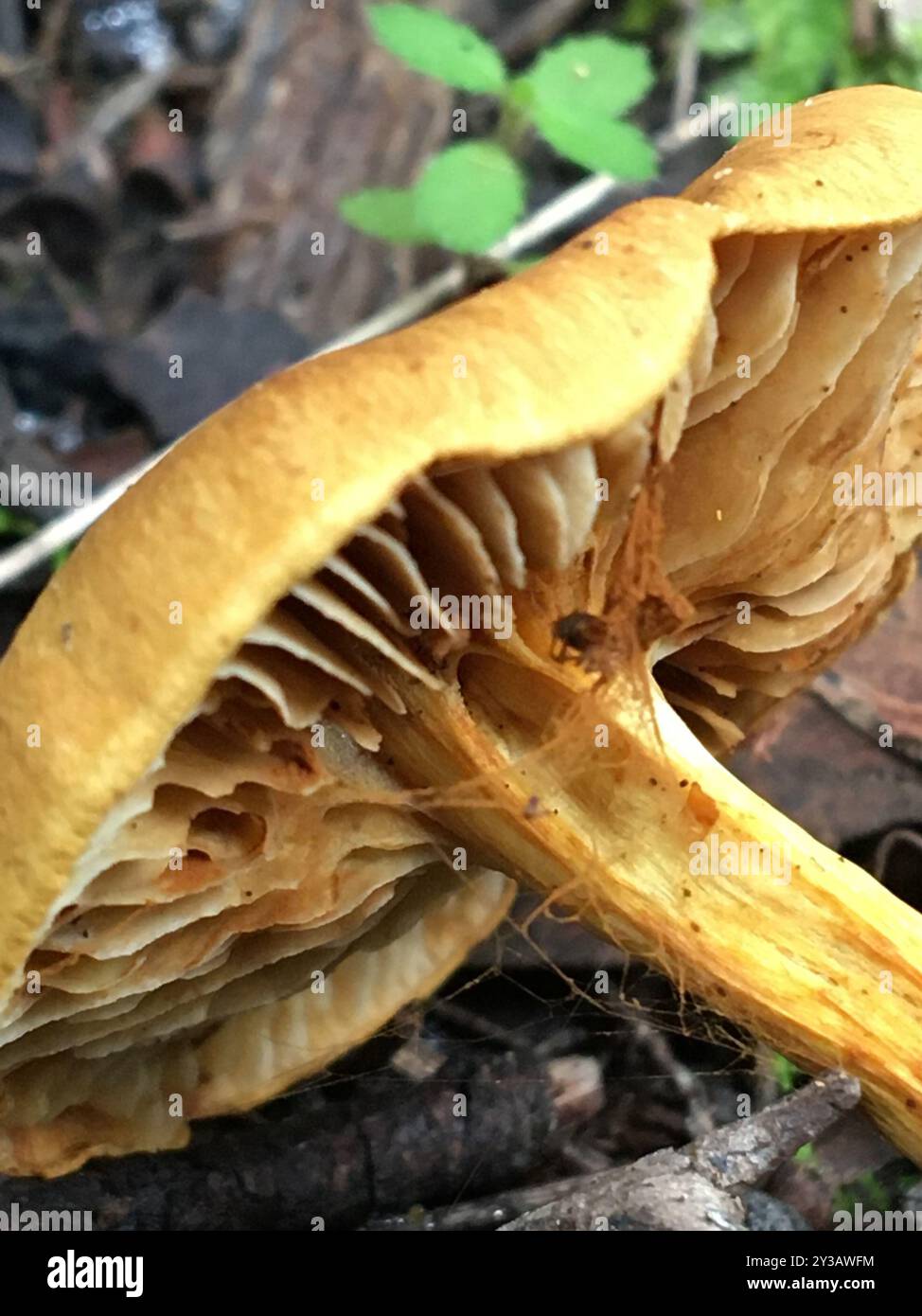 Webcaps (Cortinarius) Fungi Stock Photo - Alamy