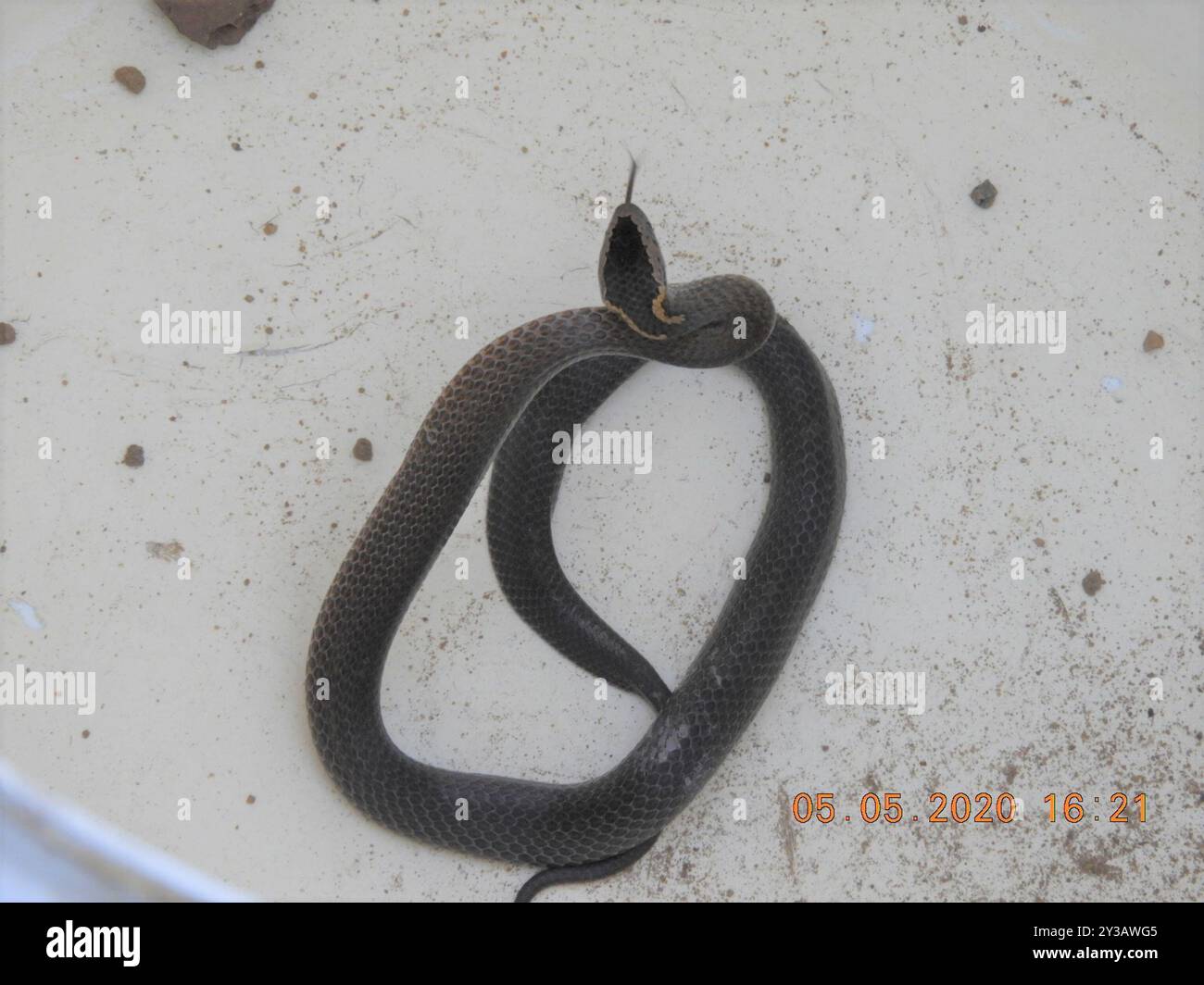 Golden-crowned Snake (Cacophis squamulosus) Reptilia Stock Photo - Alamy