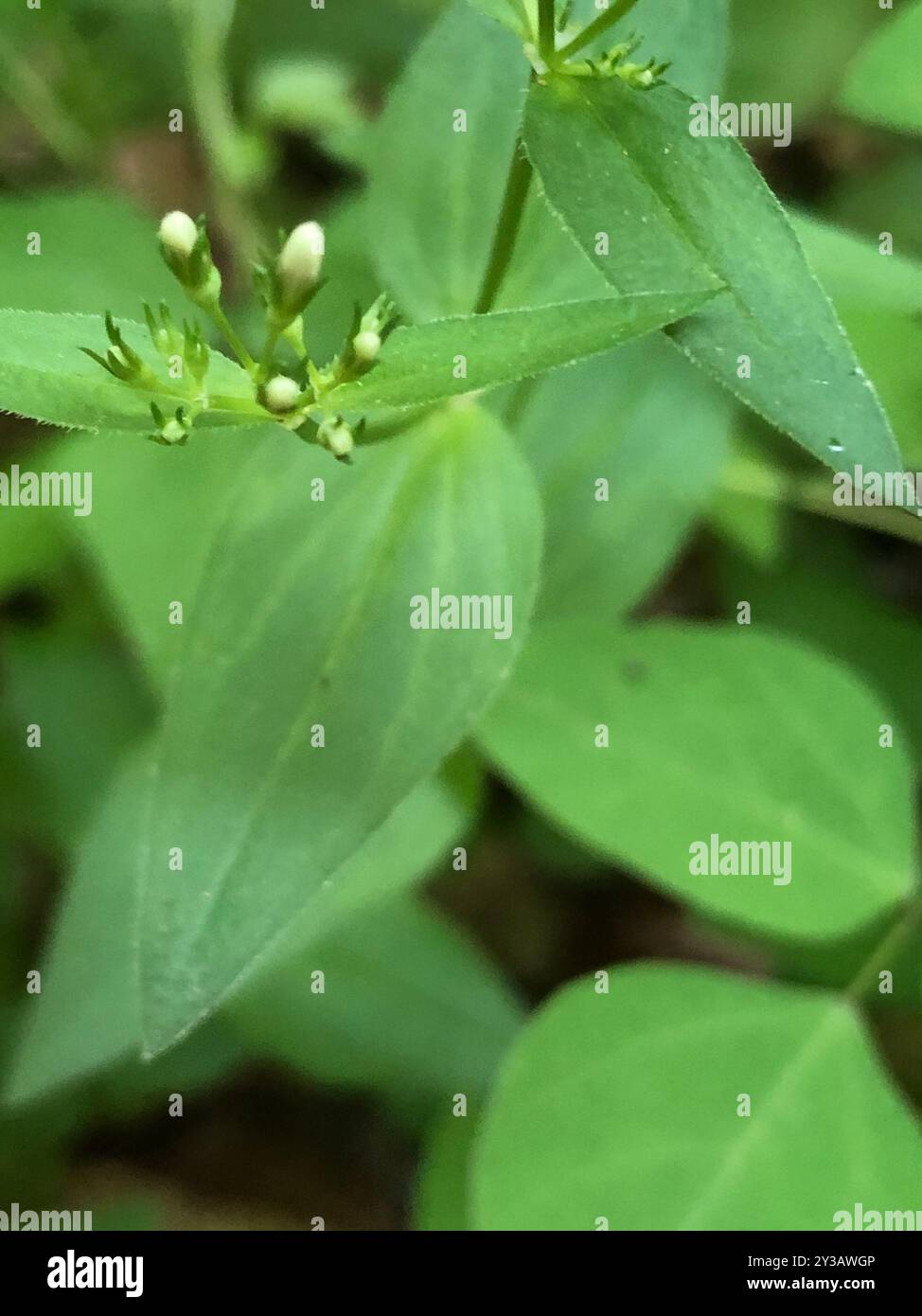 summer bluet (Houstonia purpurea) Plantae Stock Photo - Alamy