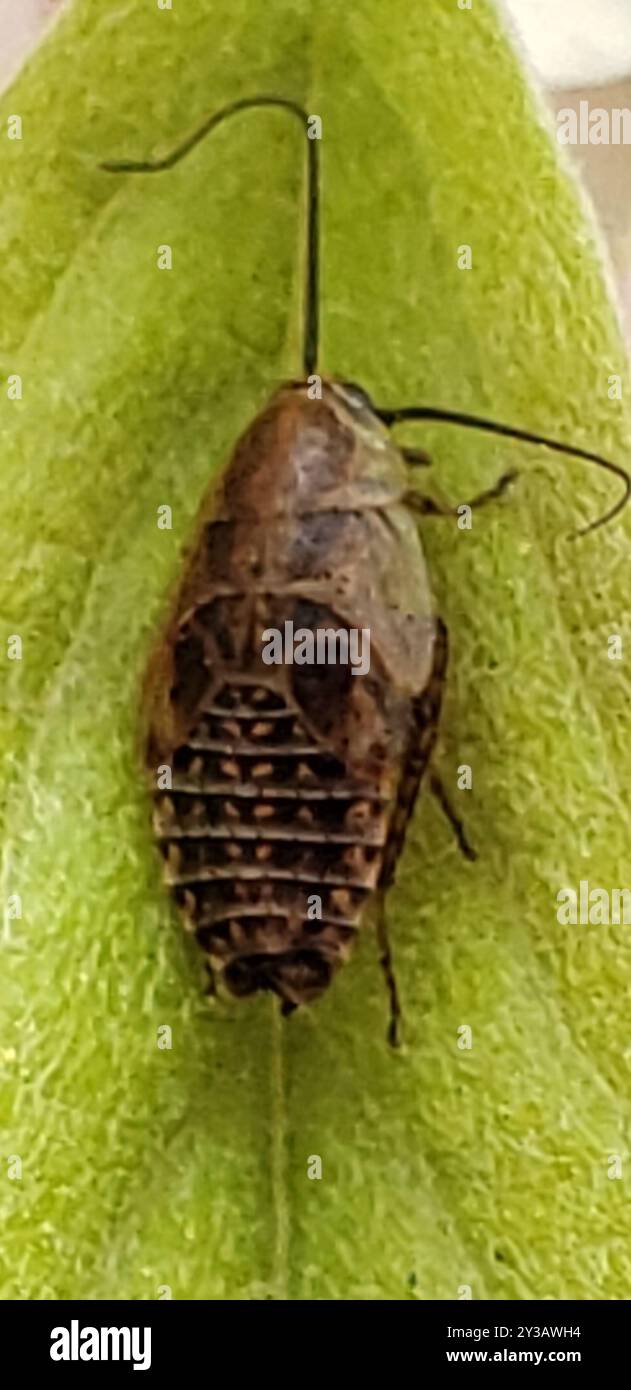 Cockroaches and Termites (Blattodea) Insecta Stock Photo - Alamy