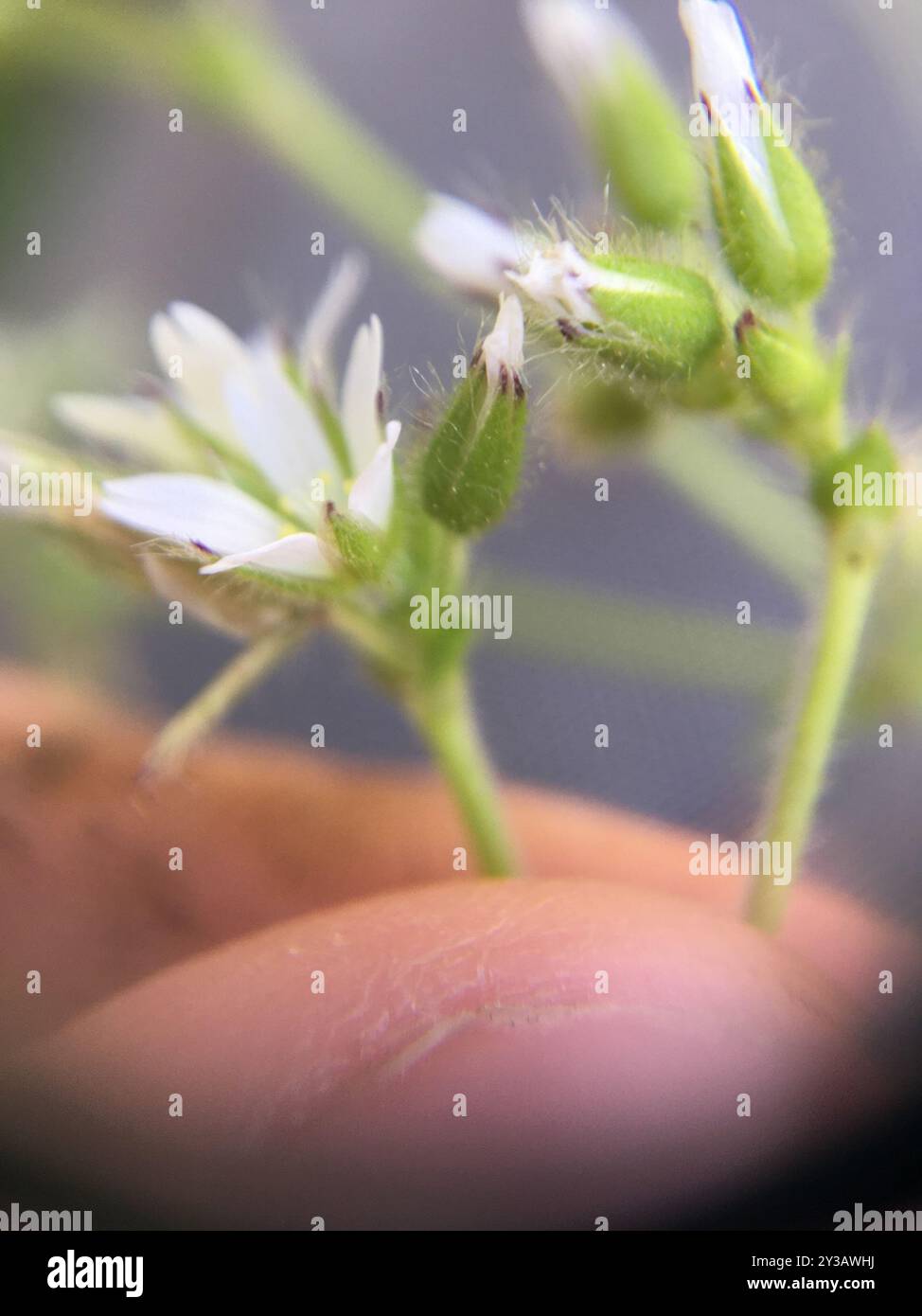Sticky mouse-ear chickweed (Cerastium glomeratum) Plantae Stock Photo ...