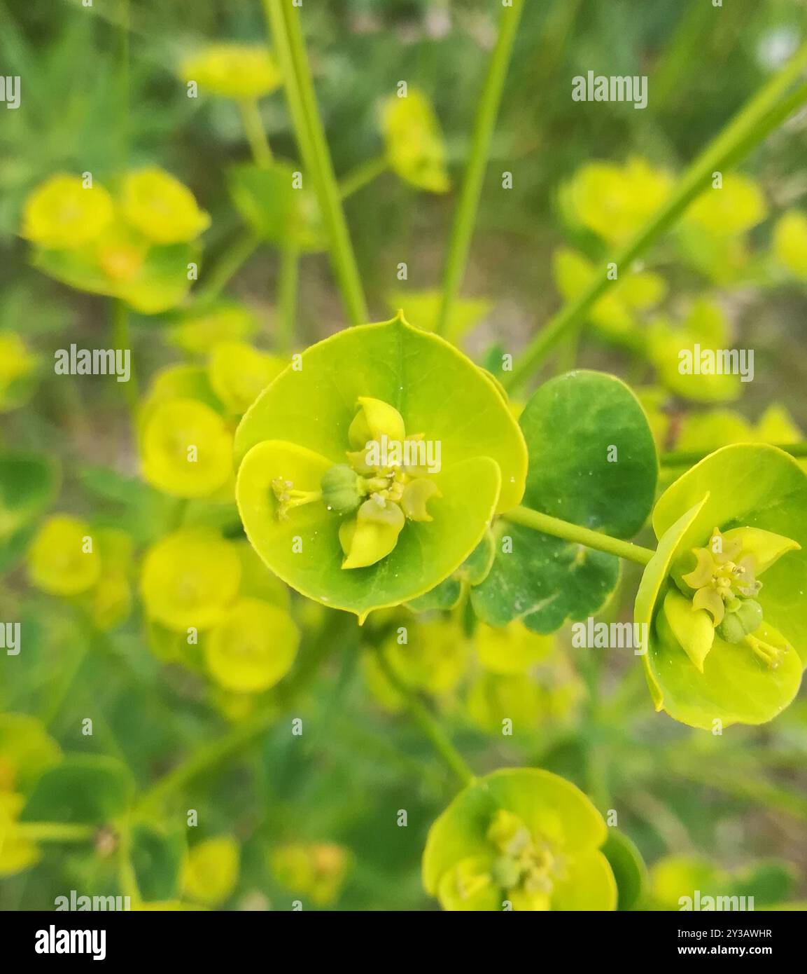 leafy spurge (Euphorbia esula) Plantae Stock Photo - Alamy