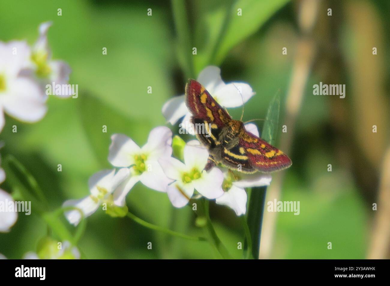 Common Crimson-and-gold Moth (Pyrausta purpuralis) Insecta Stock Photo ...