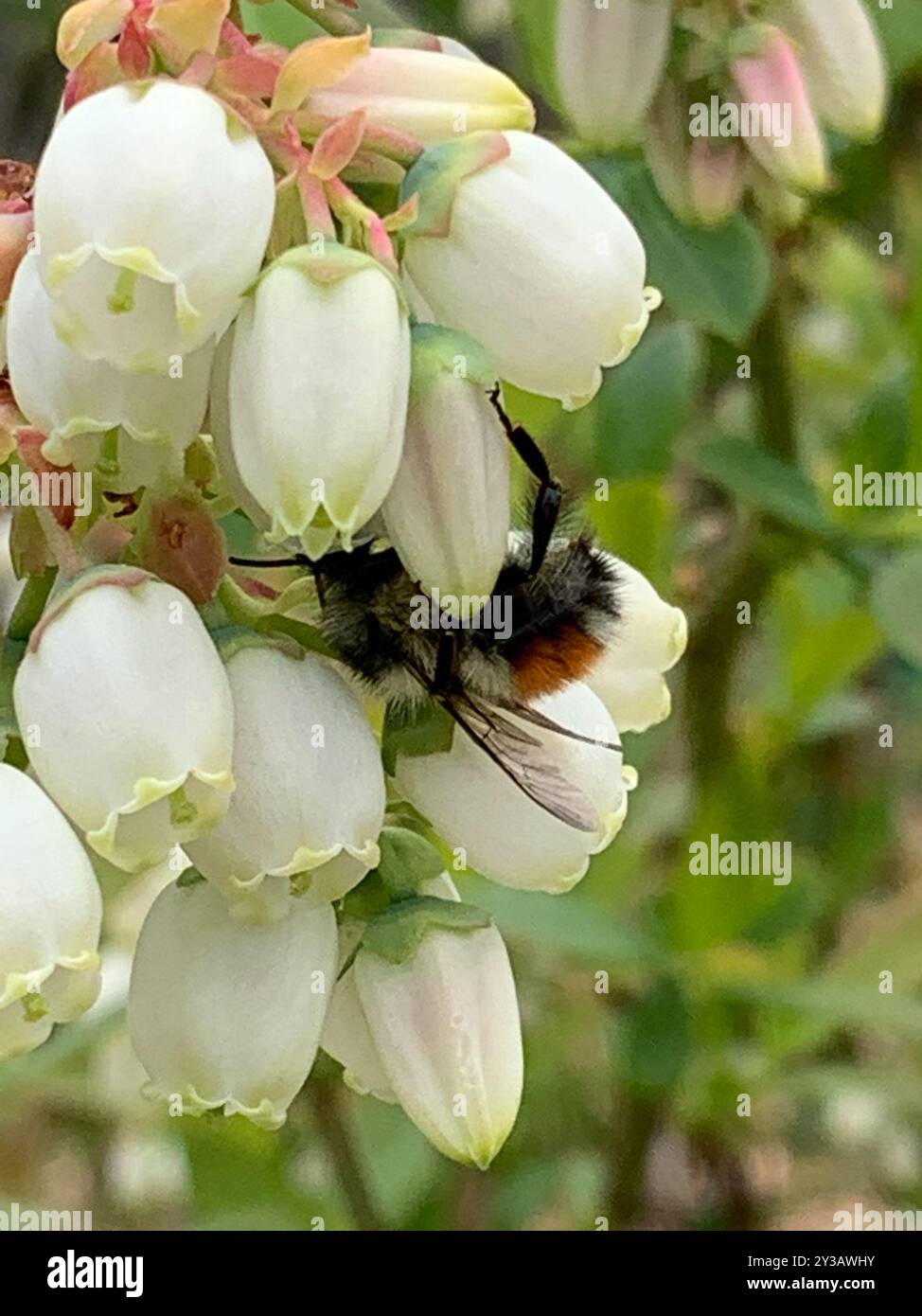 Black-tailed Bumble Bee (Bombus melanopygus) Insecta Stock Photo - Alamy