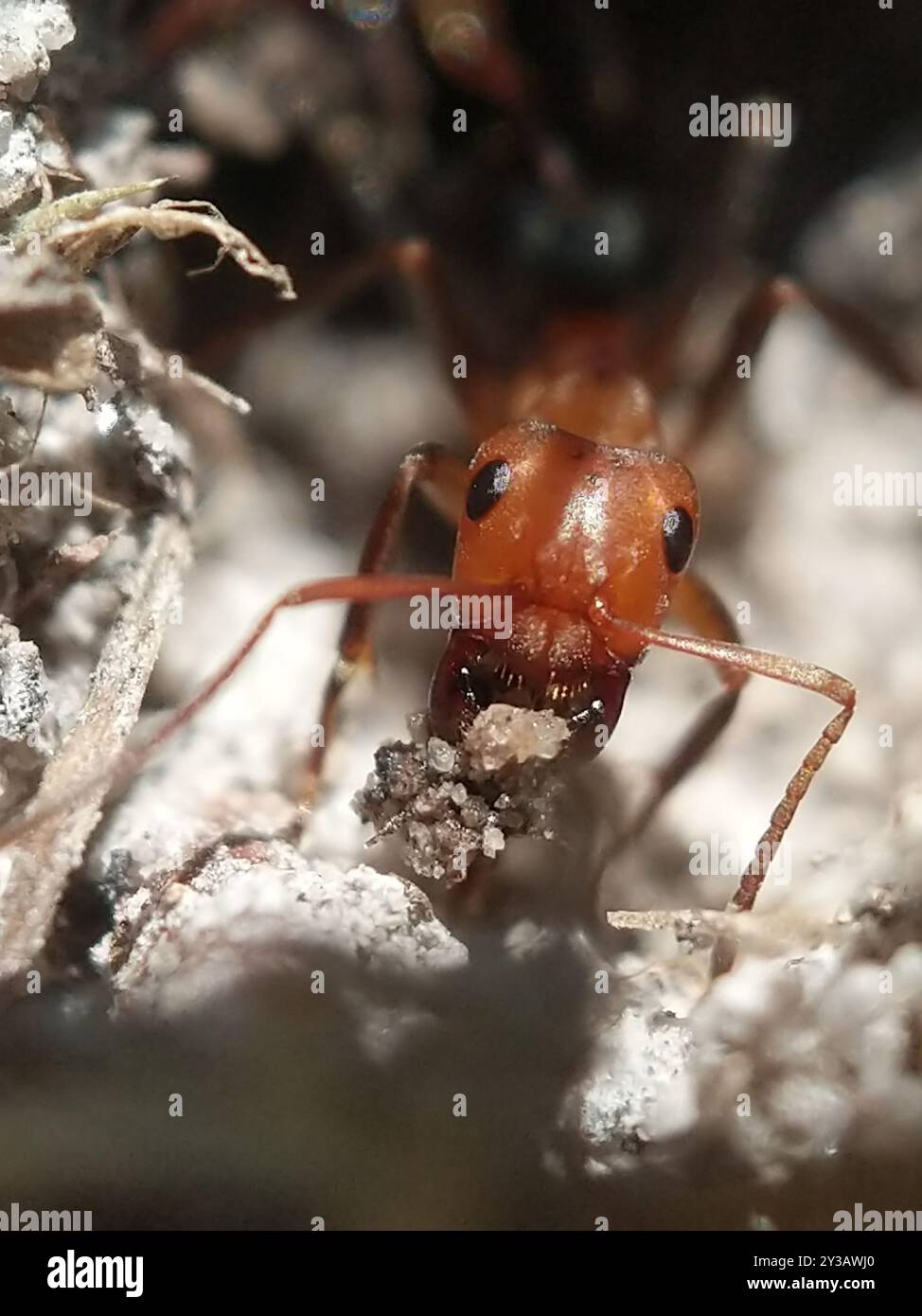 Allegheny Mound Ant (Formica exsectoides) Insecta Stock Photo - Alamy