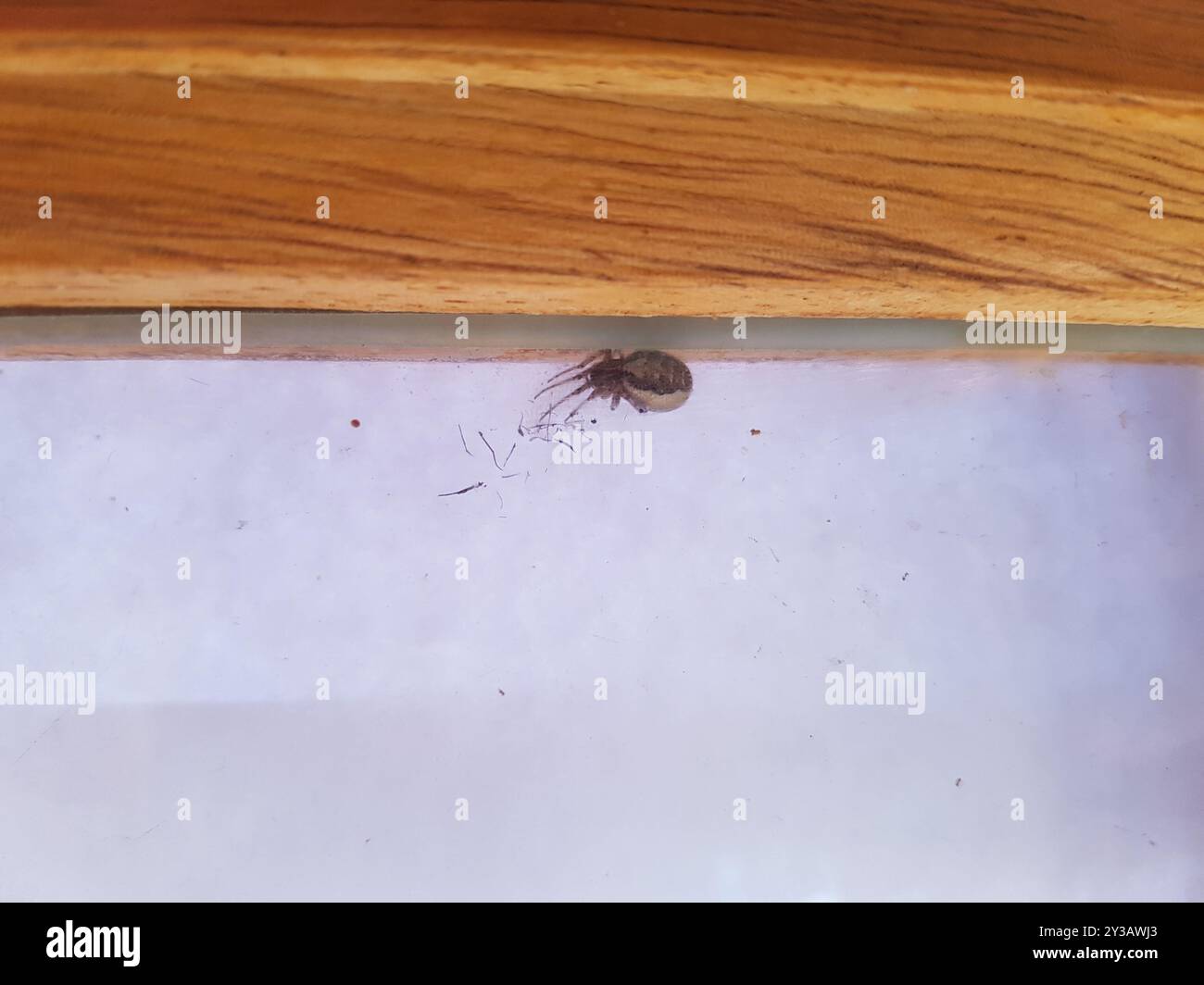 Silver-sided Sector Spider (Zygiella x-notata) Arachnida Stock Photo ...