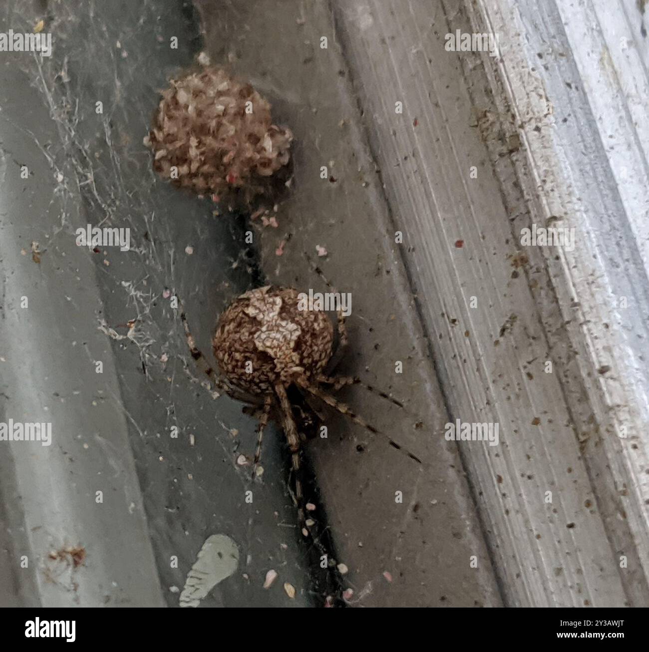 Typical Cobweb Spiders (Theridion) Arachnida Stock Photo - Alamy