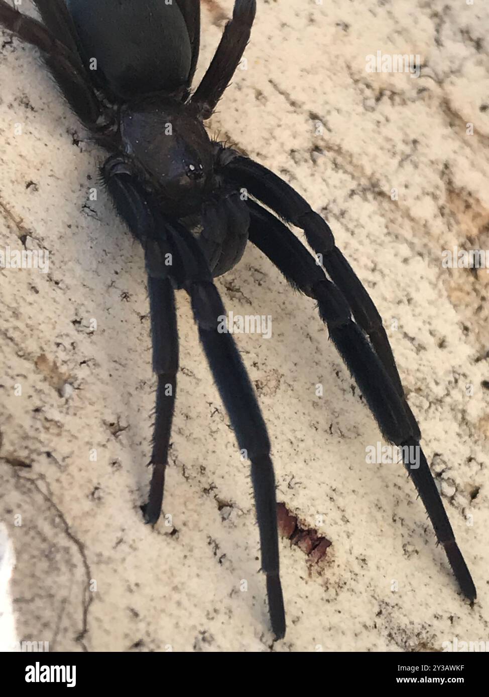 Arizona black hole spider (Kukulcania arizonica) Arachnida Stock Photo ...