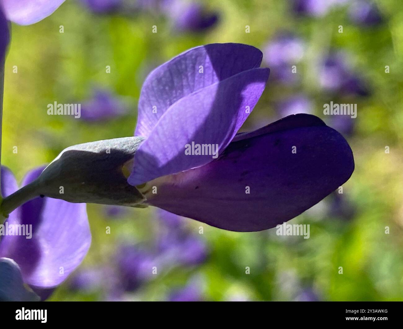 eastern prairie blue wild indigo (Baptisia australis aberrans) Plantae ...
