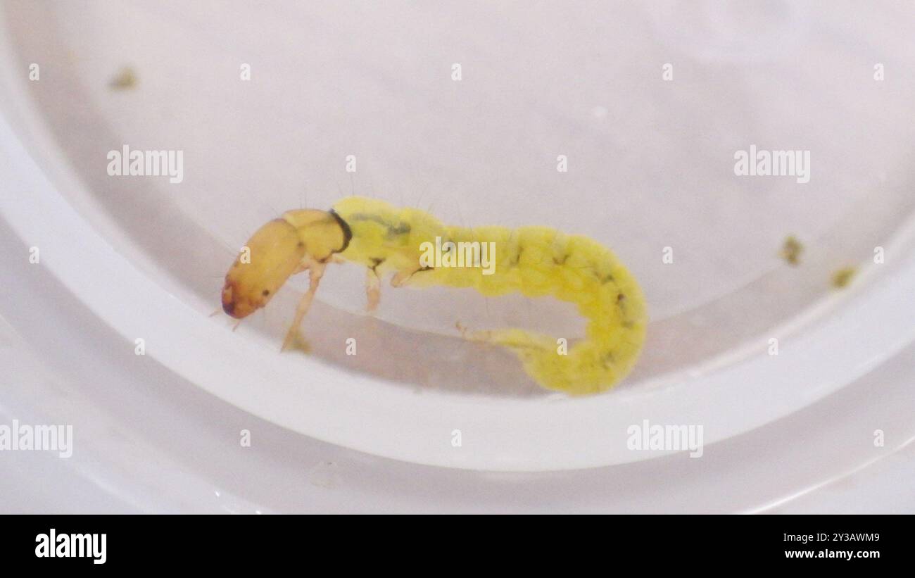 Little Black Caddisflies (Chimarra) Insecta Stock Photo - Alamy