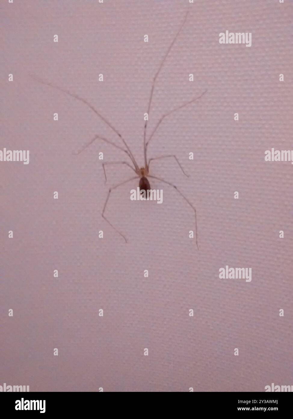 Long-bodied Cellar Spider (Pholcus phalangioides) Arachnida Stock Photo ...