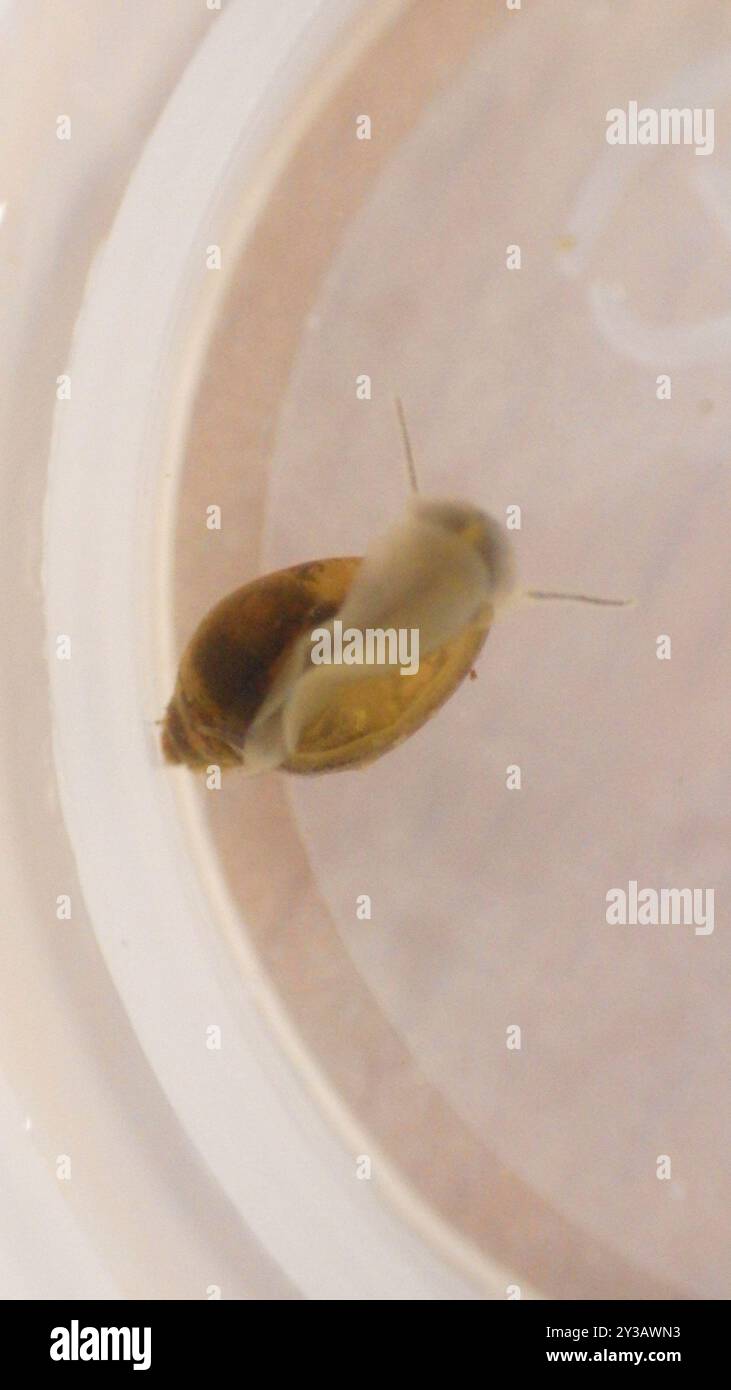 Bladder Snails (Physidae) Mollusca Stock Photo - Alamy