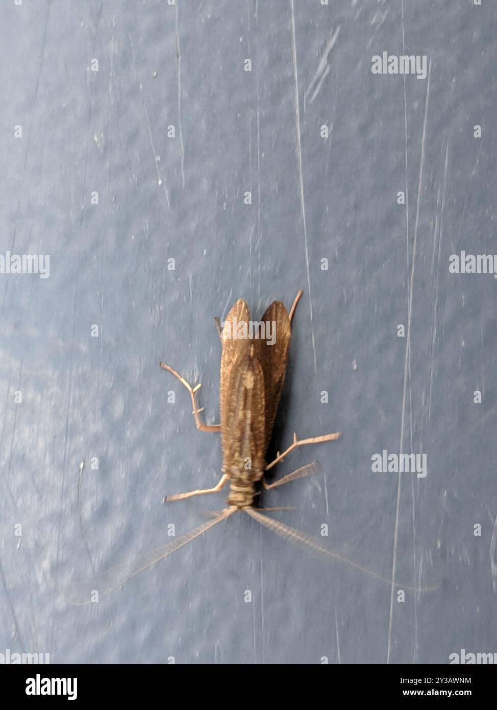 Net-spinning Caddisflies (Hydropsychidae) Insecta Stock Photo - Alamy