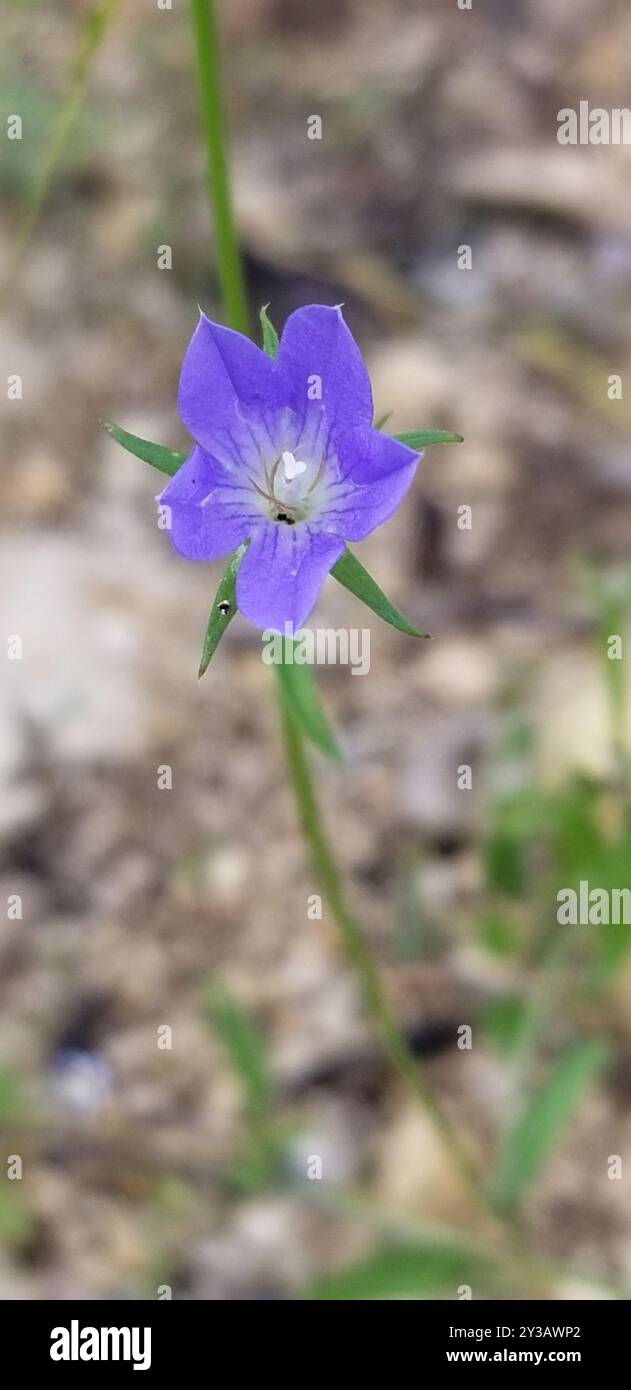 Colorado Venus' Looking-glass (Triodanis coloradoensis) Plantae Stock ...