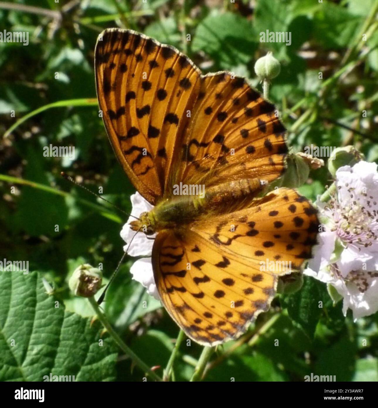 Marbled Fritillary (Brenthis daphne) Insecta Stock Photo - Alamy