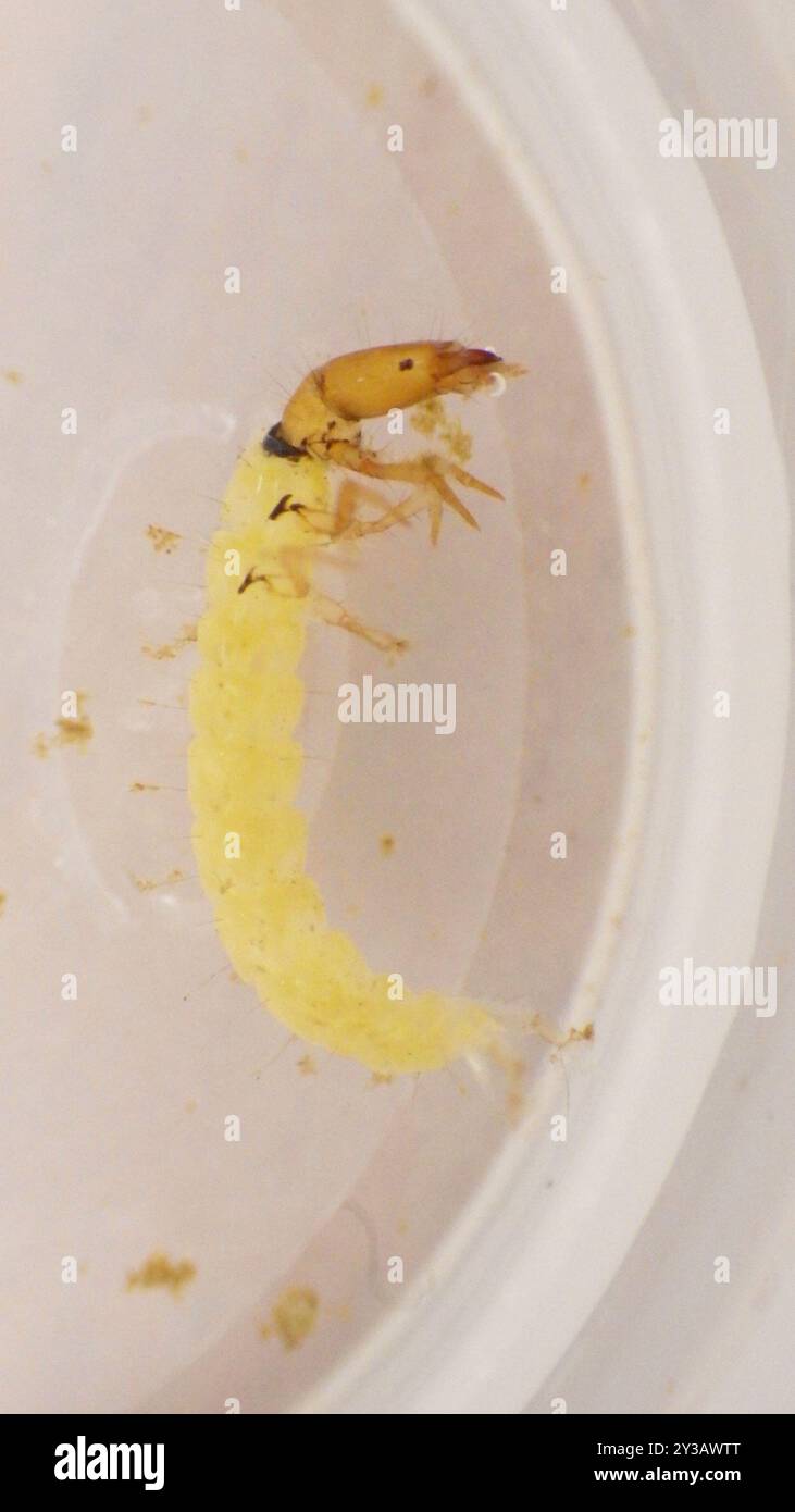 Little Black Caddisflies (Chimarra) Insecta Stock Photo - Alamy