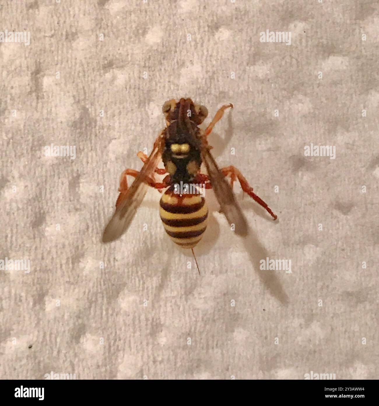 Black-and-yellow Nomad Bee (Nomada luteoloides) Insecta Stock Photo - Alamy