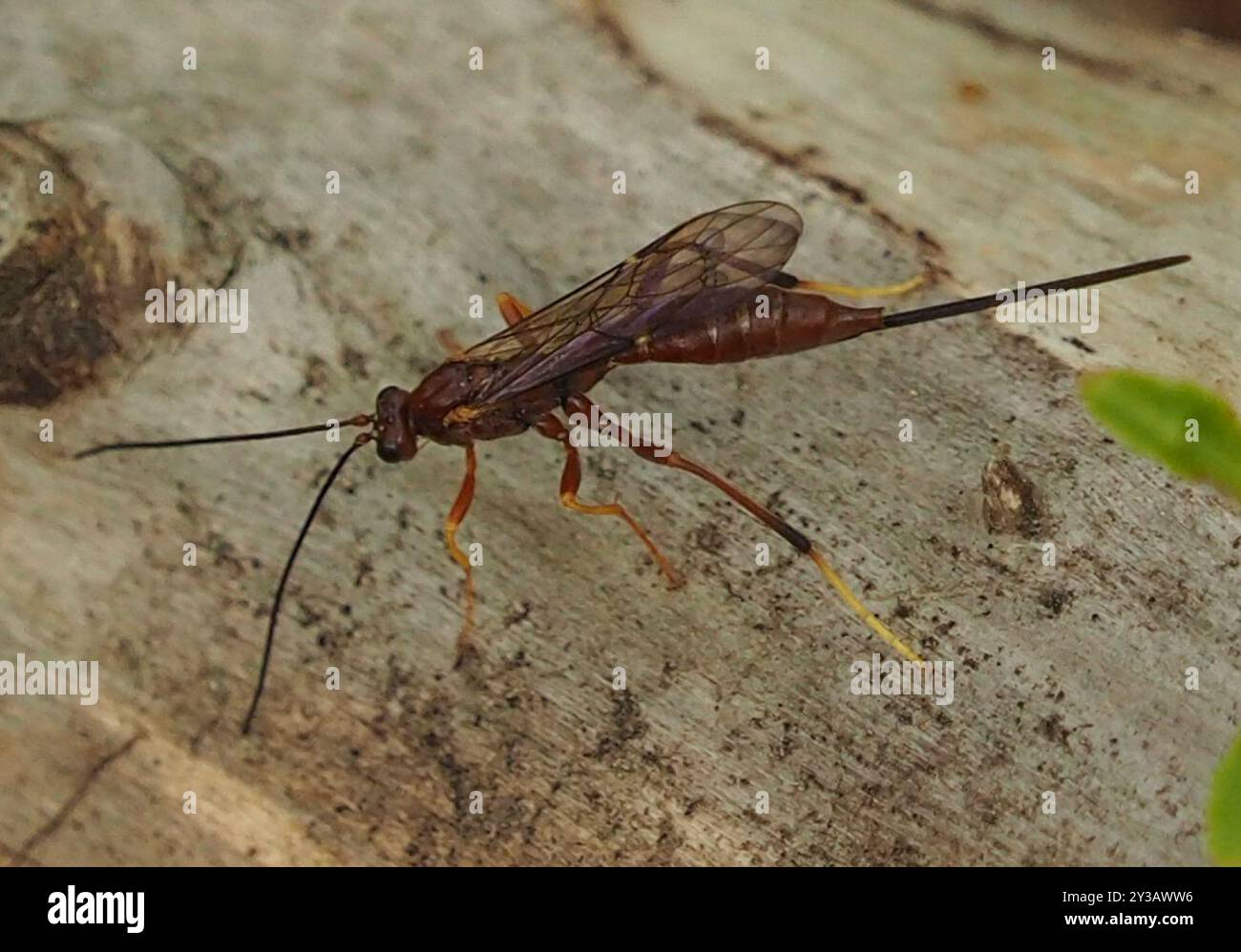 Coleocentrus hi-res stock photography and images - Alamy