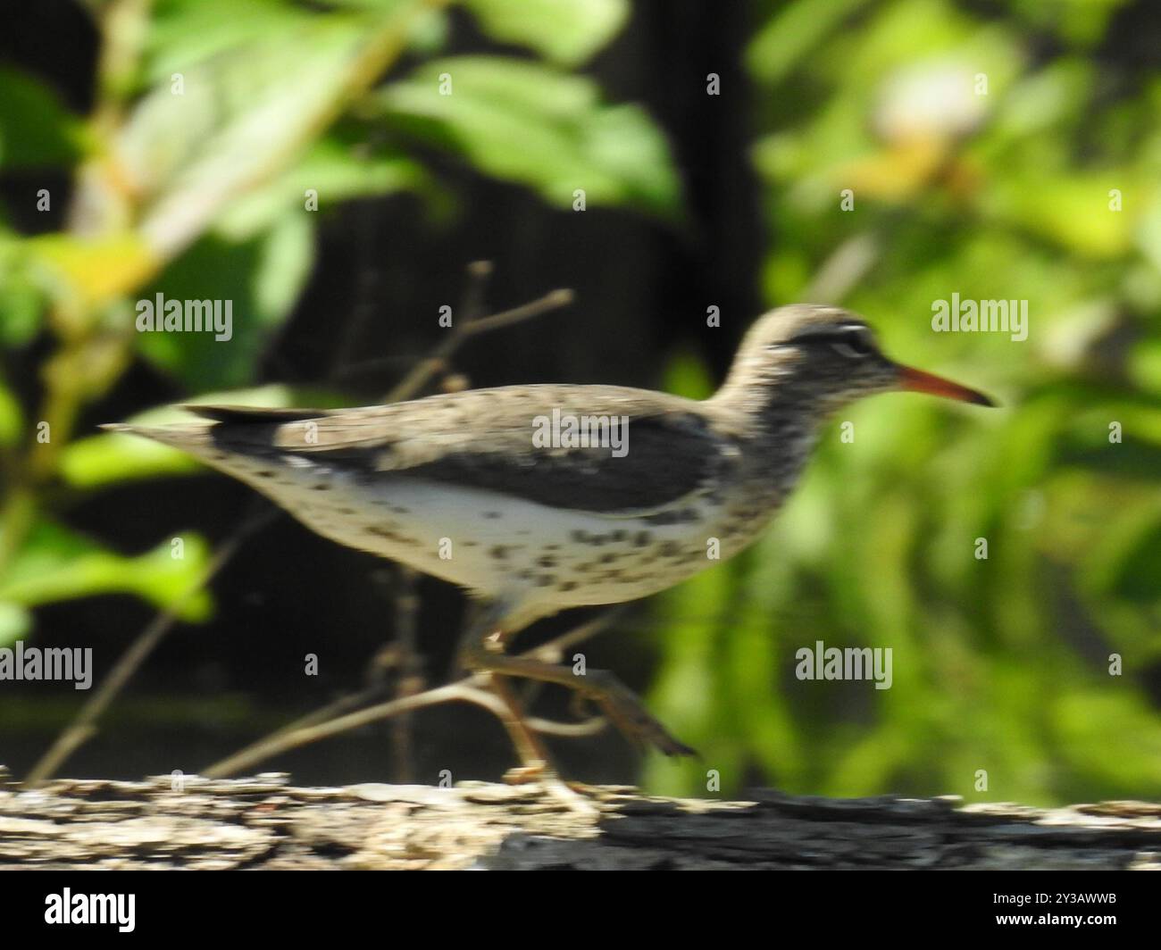 Spotted Sandpiper (Actitis macularius) Aves Stock Photo - Alamy