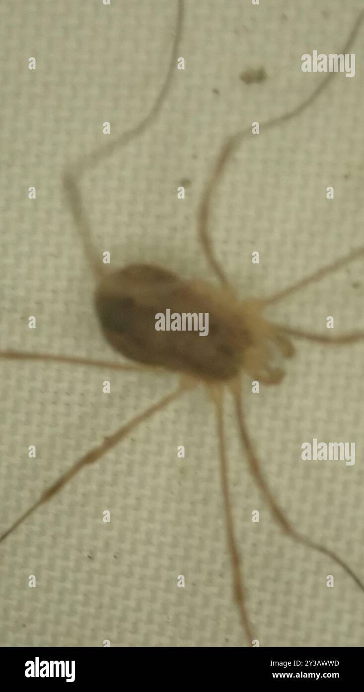 Spring Harvestman (Rilaena triangularis) Arachnida Stock Photo - Alamy