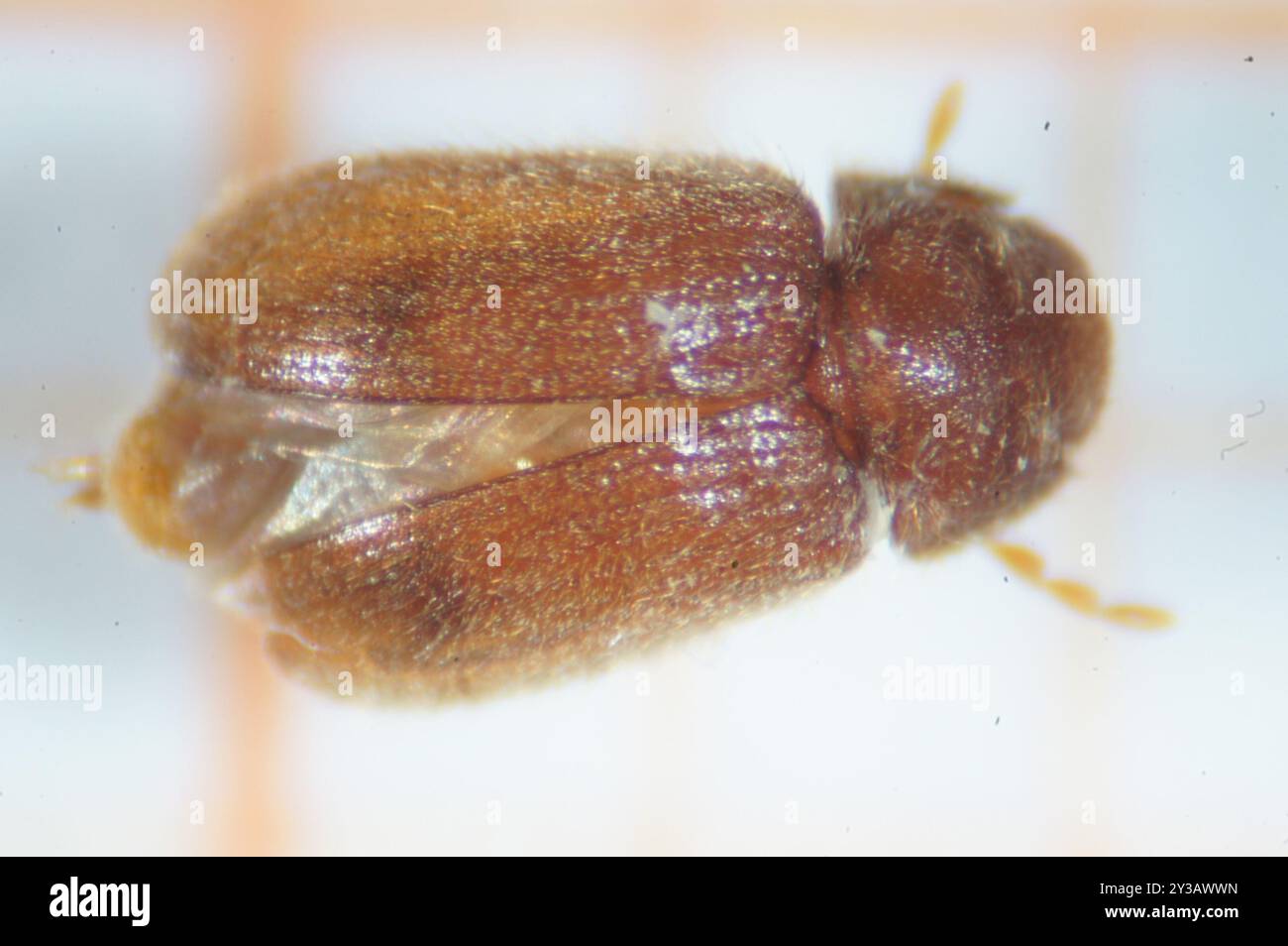 Drugstore Beetle (Stegobium paniceum) Insecta Stock Photo - Alamy