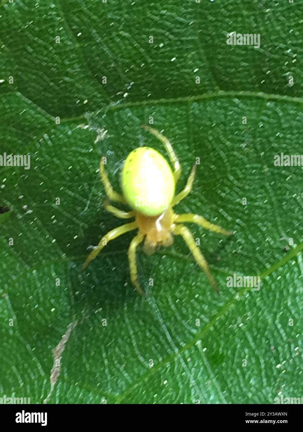 Cucumber Spiders (Araniella) Arachnida Stock Photo - Alamy