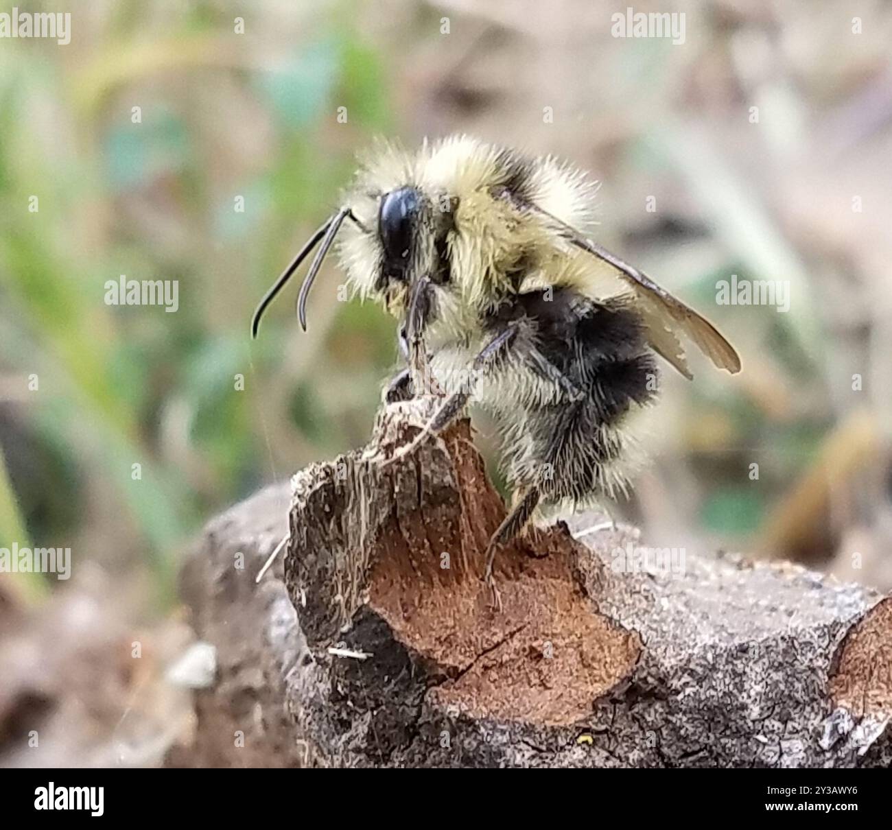 Black-tailed Bumble Bee (Bombus melanopygus) Insecta Stock Photo - Alamy