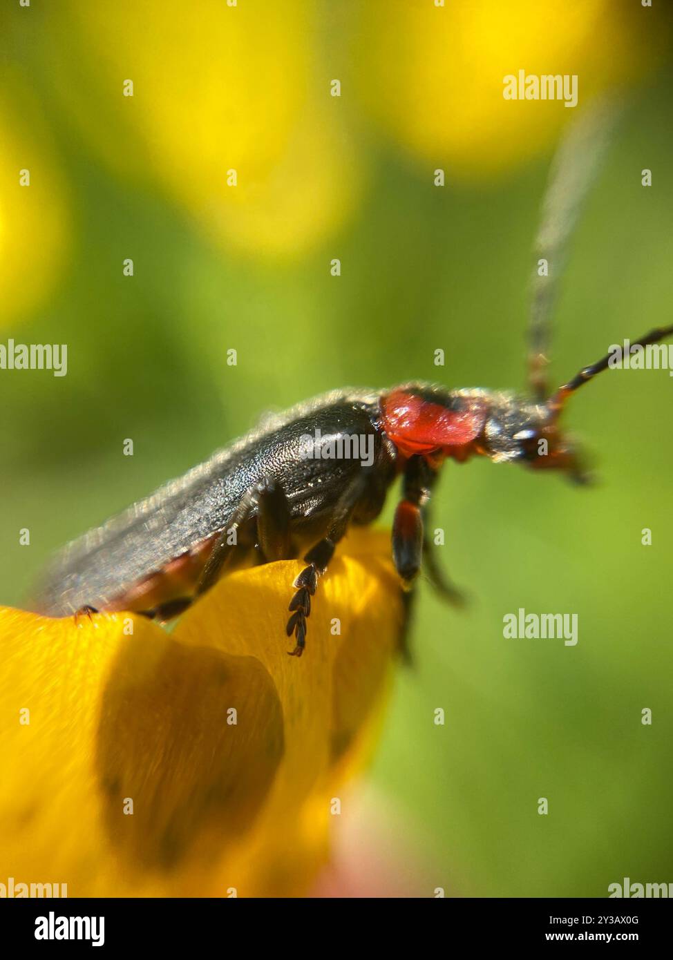 Rustic Sailor Beetle (Cantharis rustica) Insecta Stock Photo - Alamy
