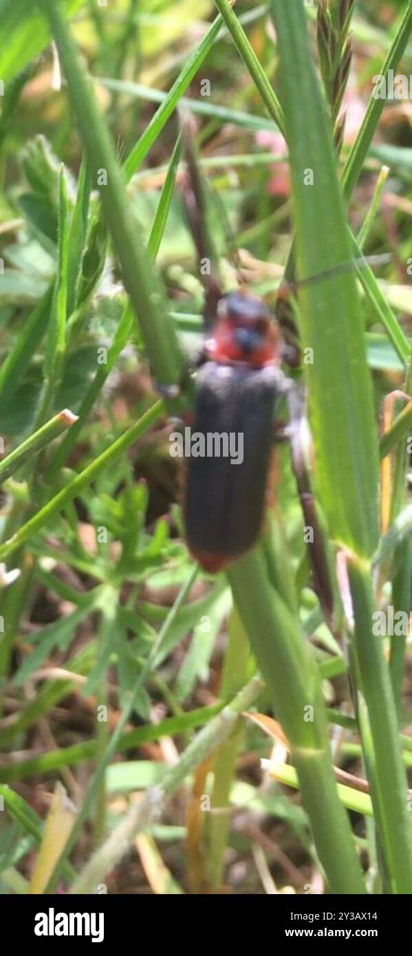 Rustic Sailor Beetle (Cantharis rustica) Insecta Stock Photo - Alamy