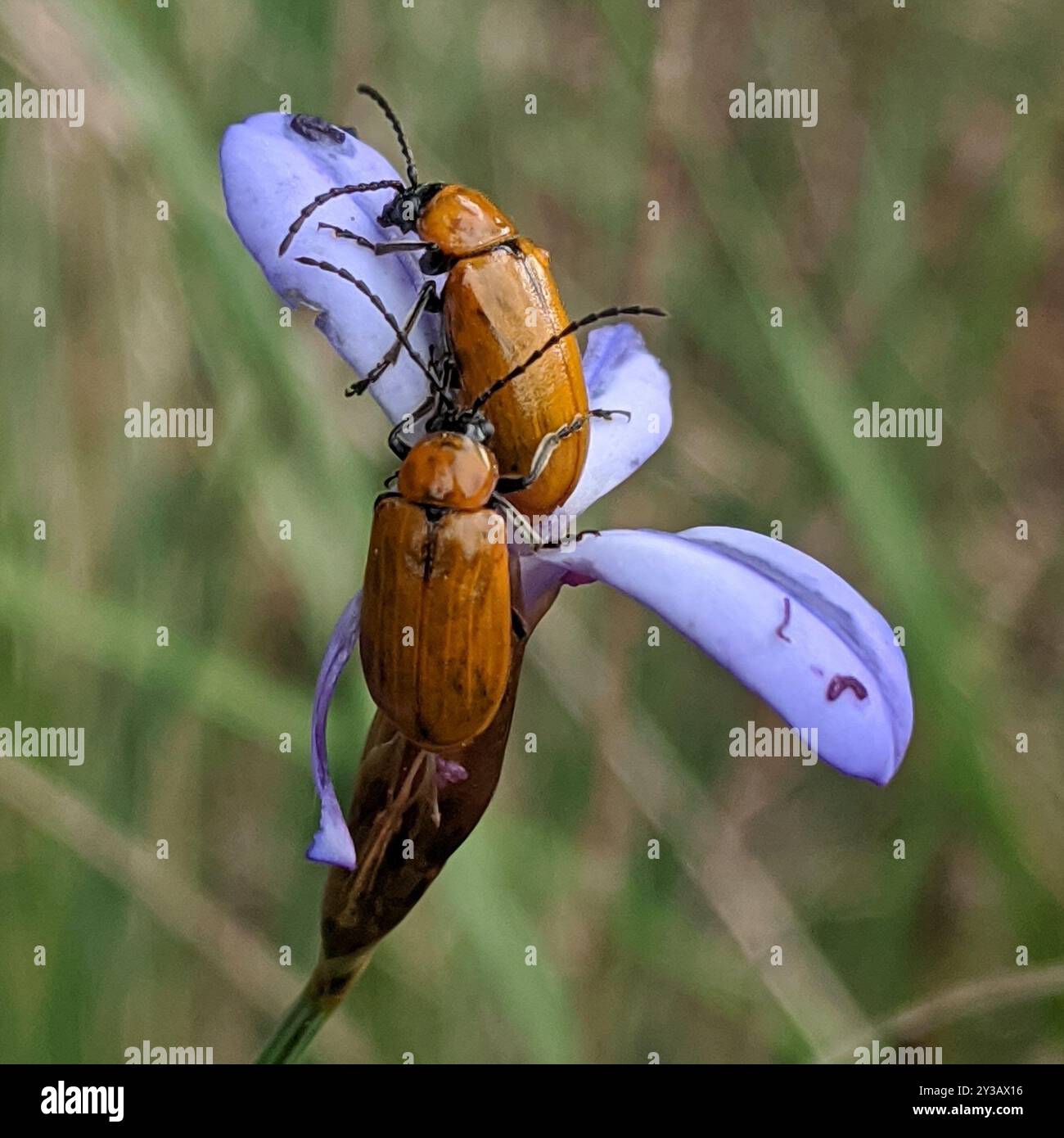 Daffodil Leaf-beetle (Exosoma lusitanicum) Insecta Stock Photo - Alamy