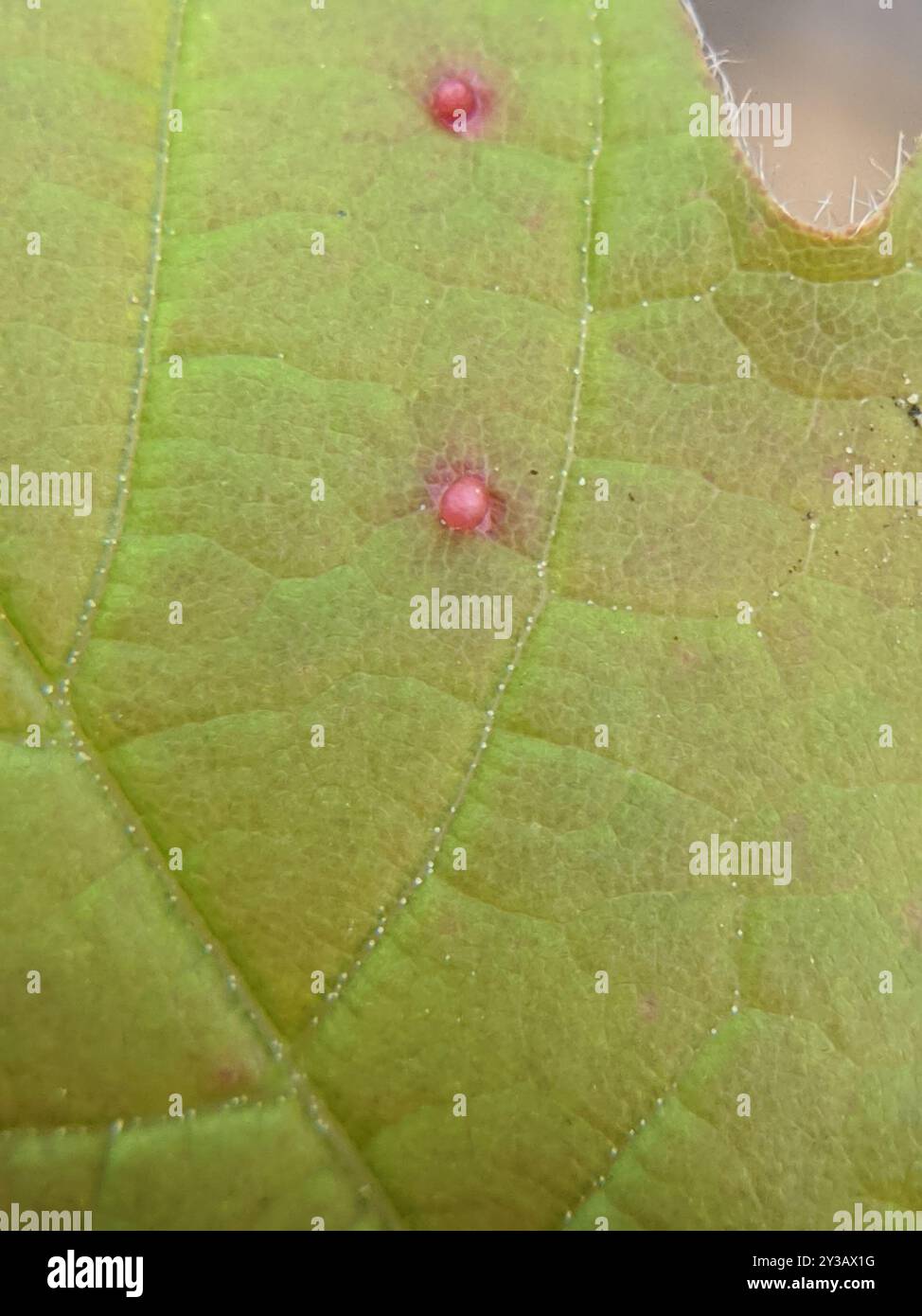 Maple Spindle Gall Mite (Vasates aceriscrumena) Arachnida Stock Photo ...